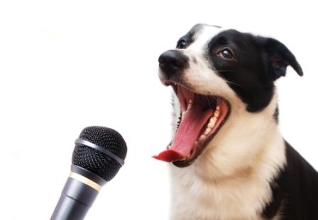 About Raise The Woof - an animal rescue fundraiser : Raise The Woof